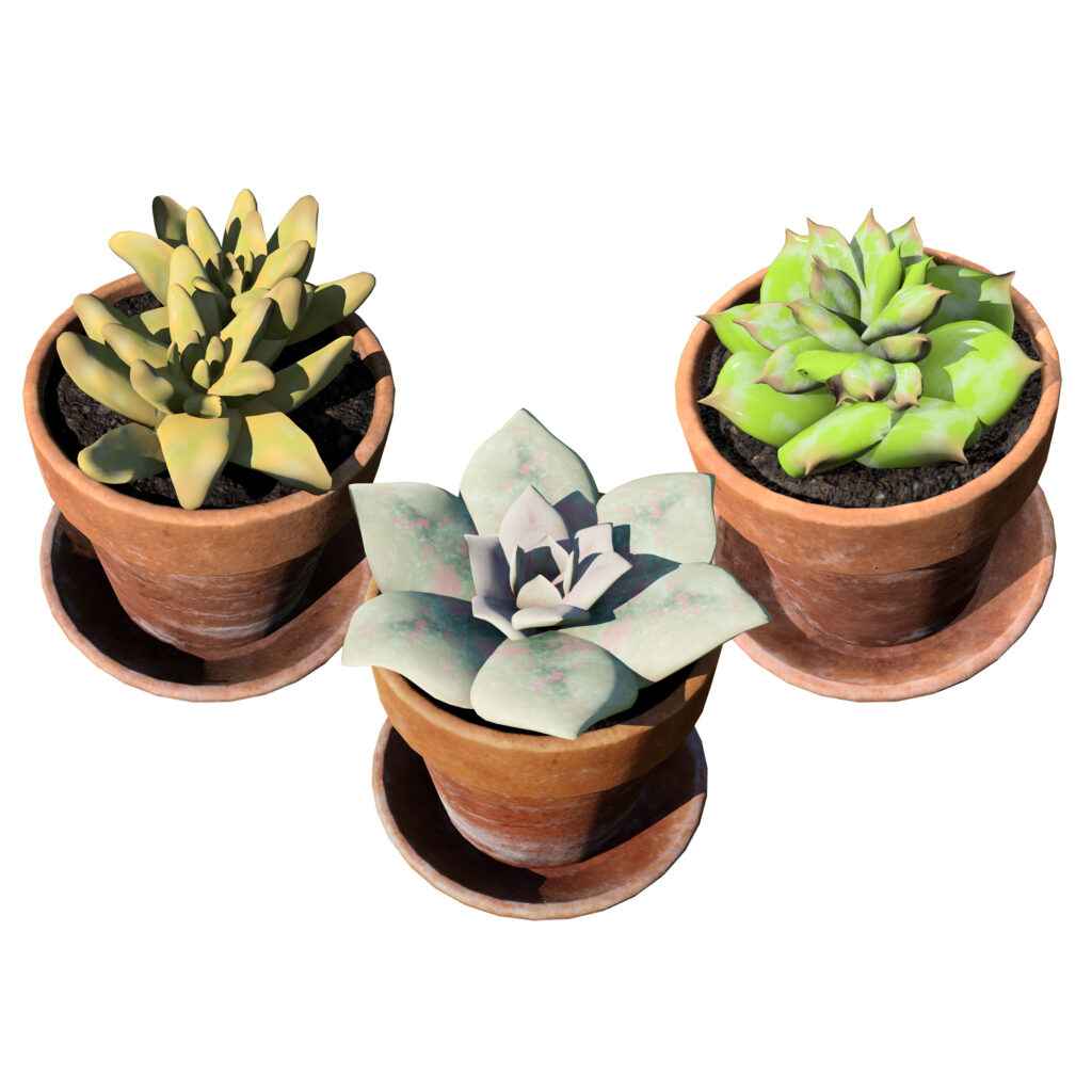 Realistic Potted Cacti 3D Model - mehrazvira.com
