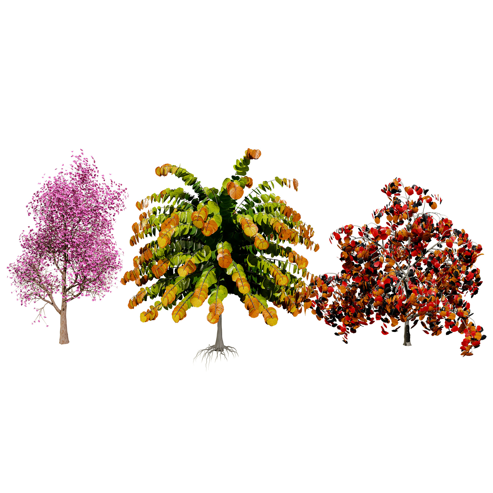 Explore the Mesmerizing Stages of a Tree’s Life Cycle - mehrazvira.com