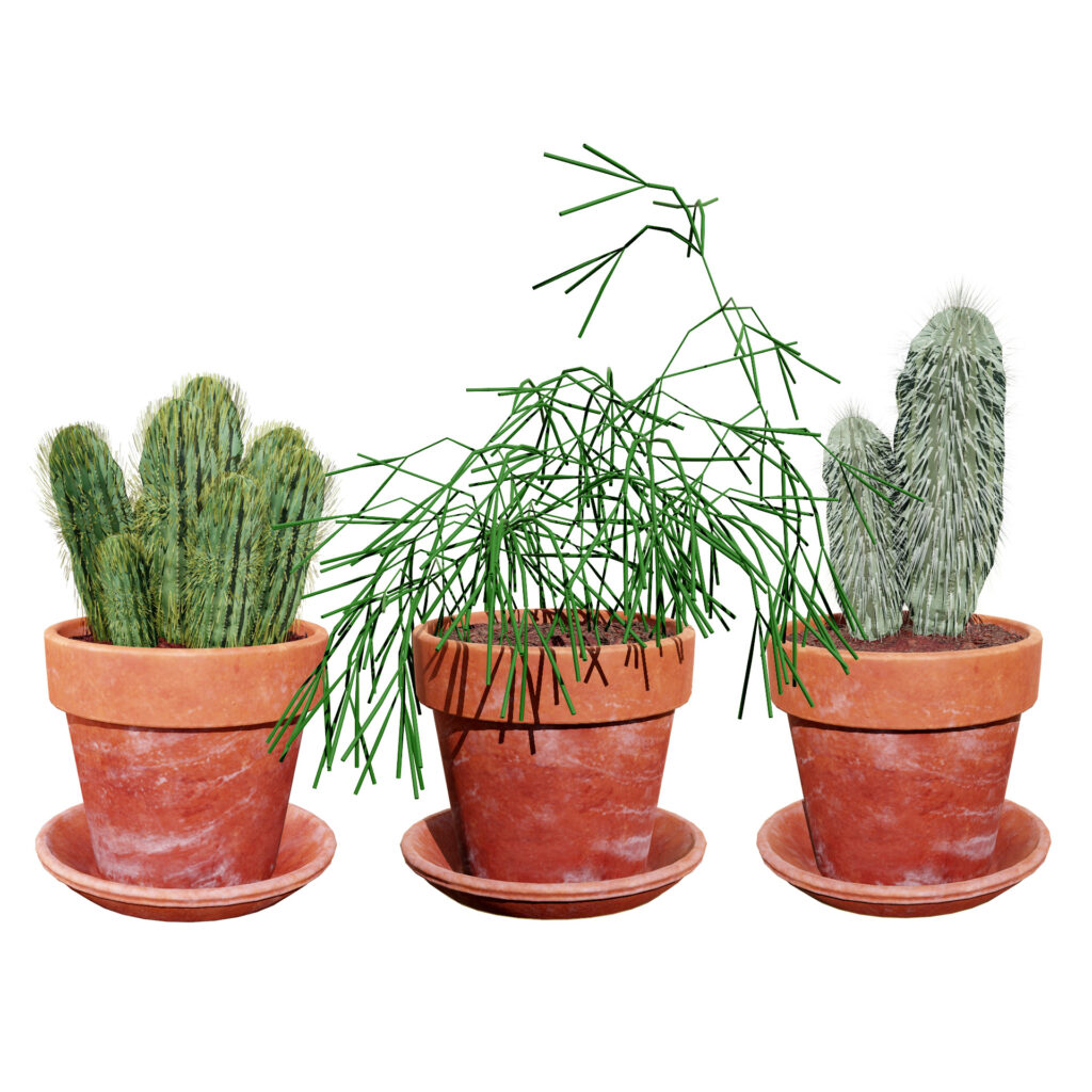 Realistic 3D Indoor Cacti - mehrazvira.com