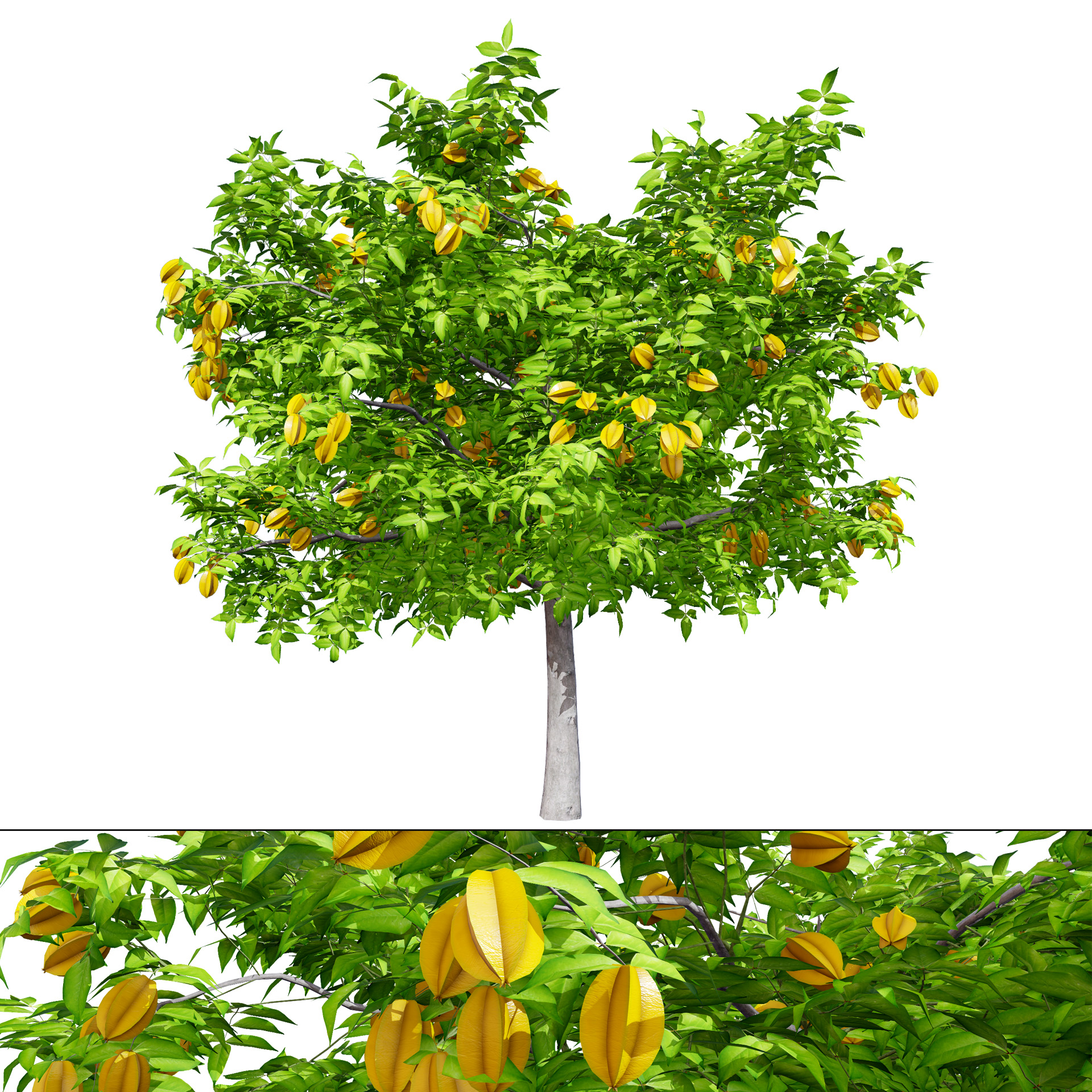 Realistic Starfruit Tree Model - mehrazvira.com