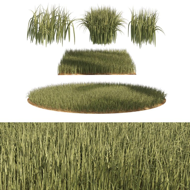 High Rye grass 3d model - mehrazvira.com