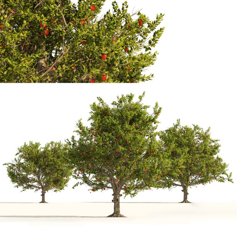 3 Apple trees with apple fruits - mehrazvira.com