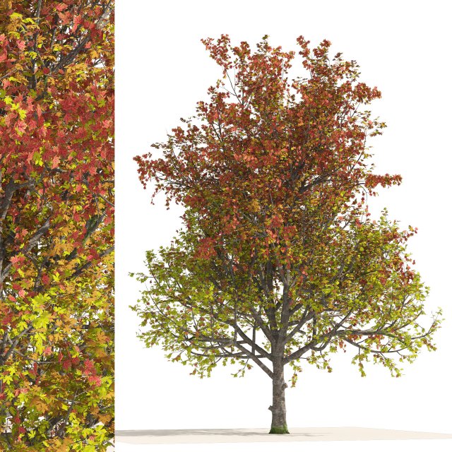 3 colored autumn mountain maple tree - mehrazvira.com
