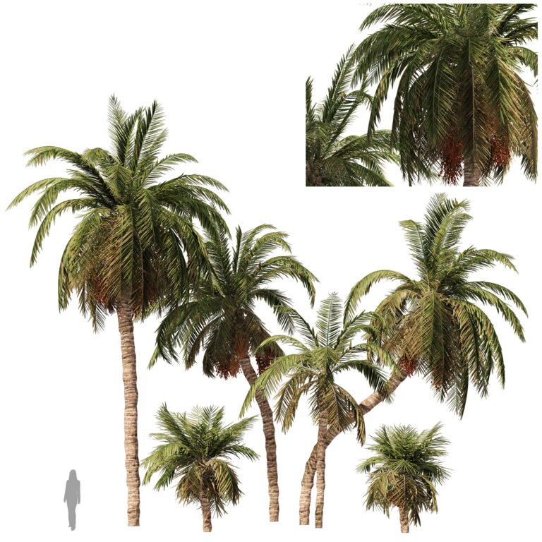 6 Date palm Trees - mehrazvira.com