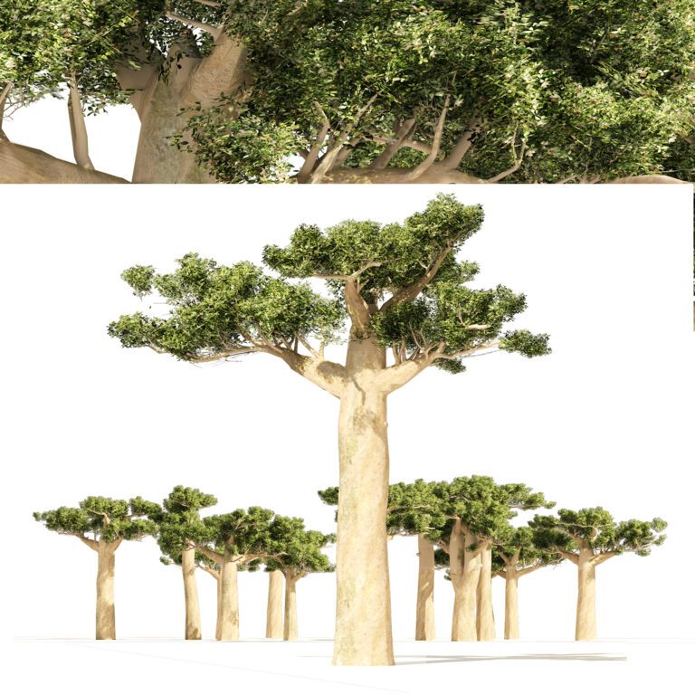 Madagascar Baobab Set Trees - mehrazvira.com