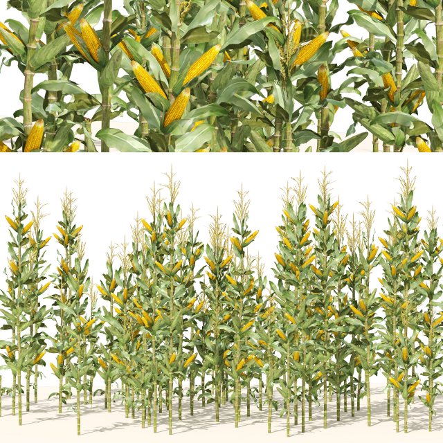 Corn cluster - mehrazvira.com
