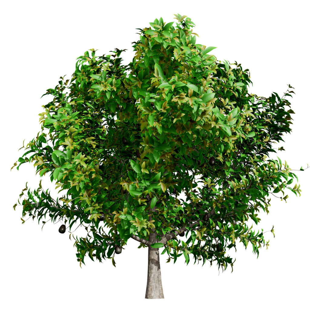 Realistic Avocado Tree 3D Model - mehrazvira.com