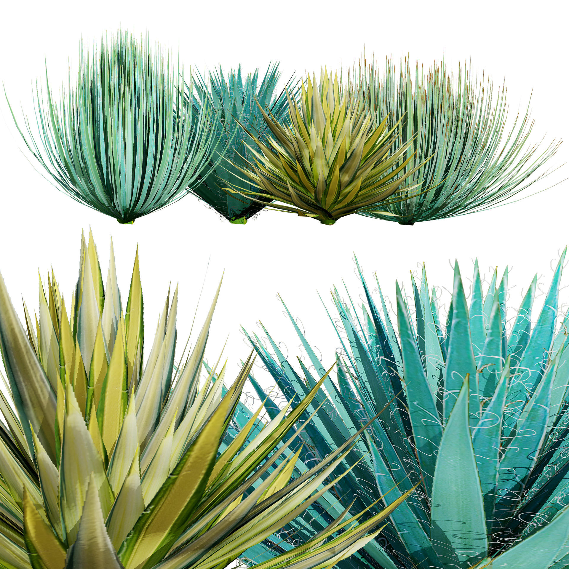 Yucca gloriosa 3D Model - mehrazvira.com