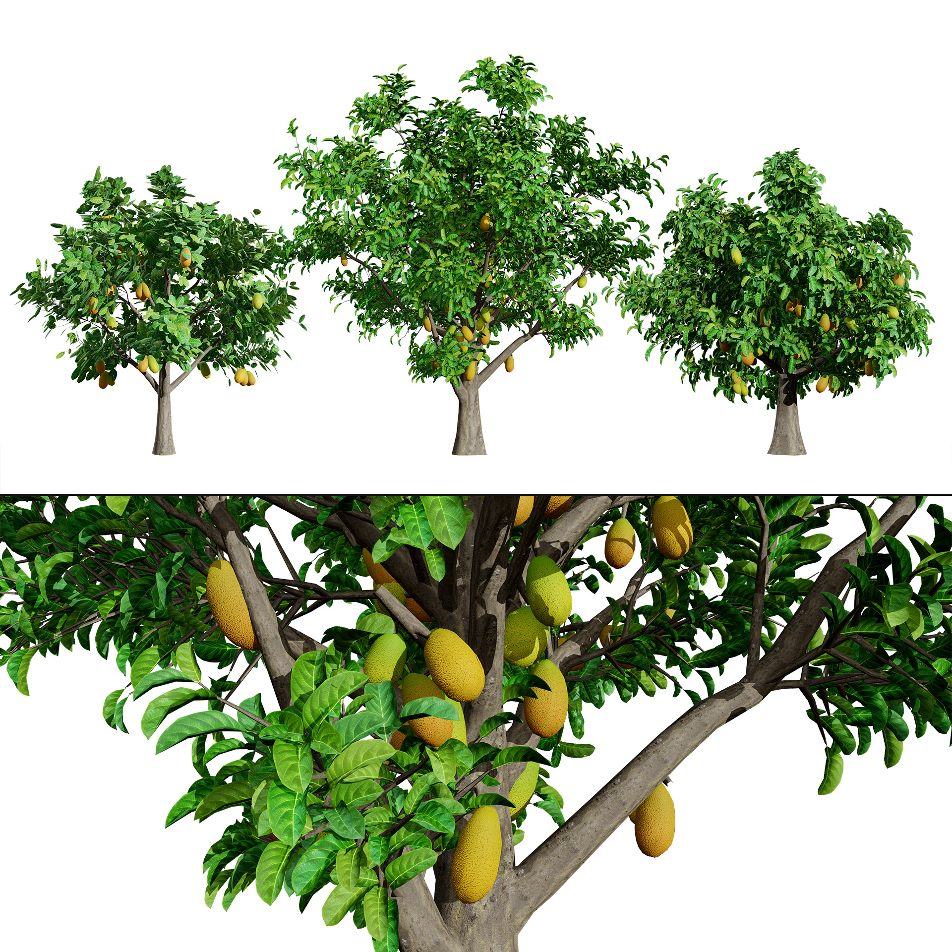 Jackfruit Tree 3D Model - mehrazvira.com