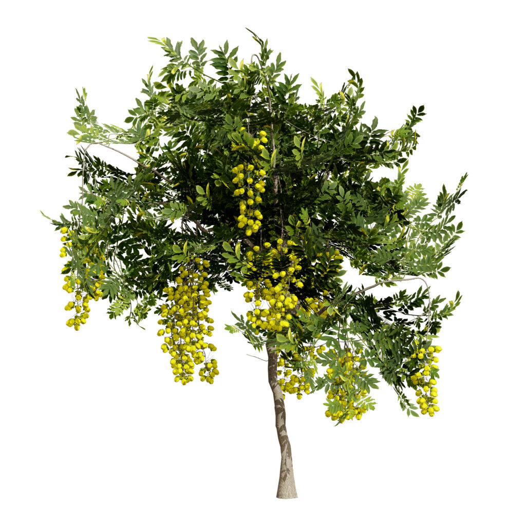 Golden Shower Tree 3D Model - mehrazvira.com