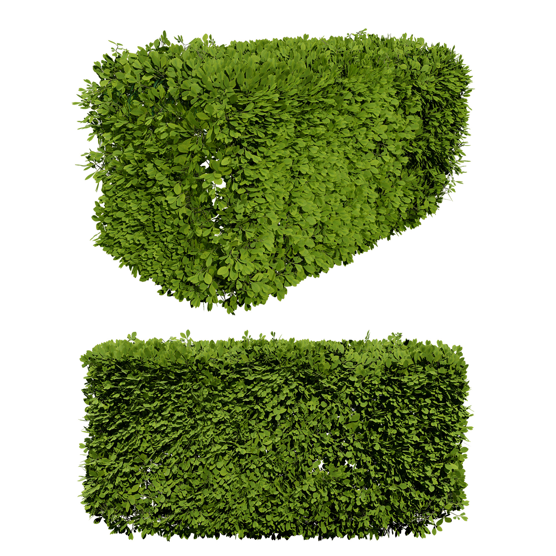 Windswept Procedural Bush - mehrazvira.com