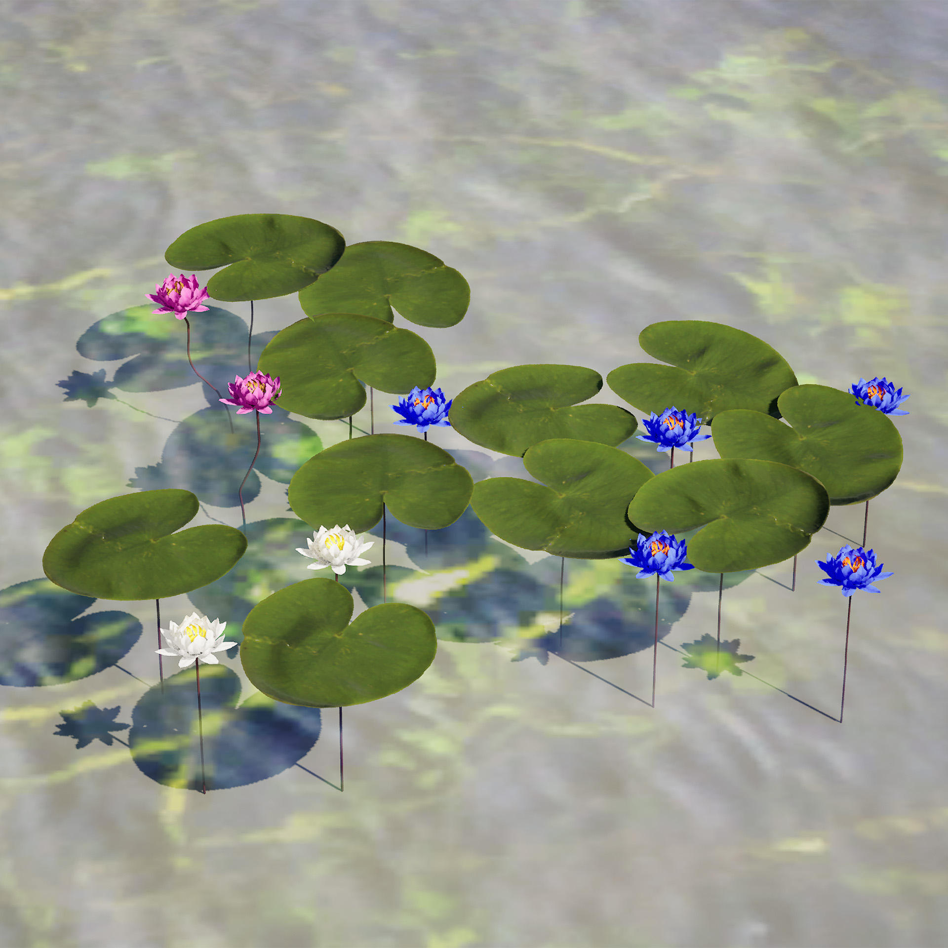 Water Lily Collection - mehrazvira.com