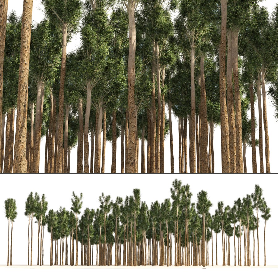 Rose gum forest tree - mehrazvira.com
