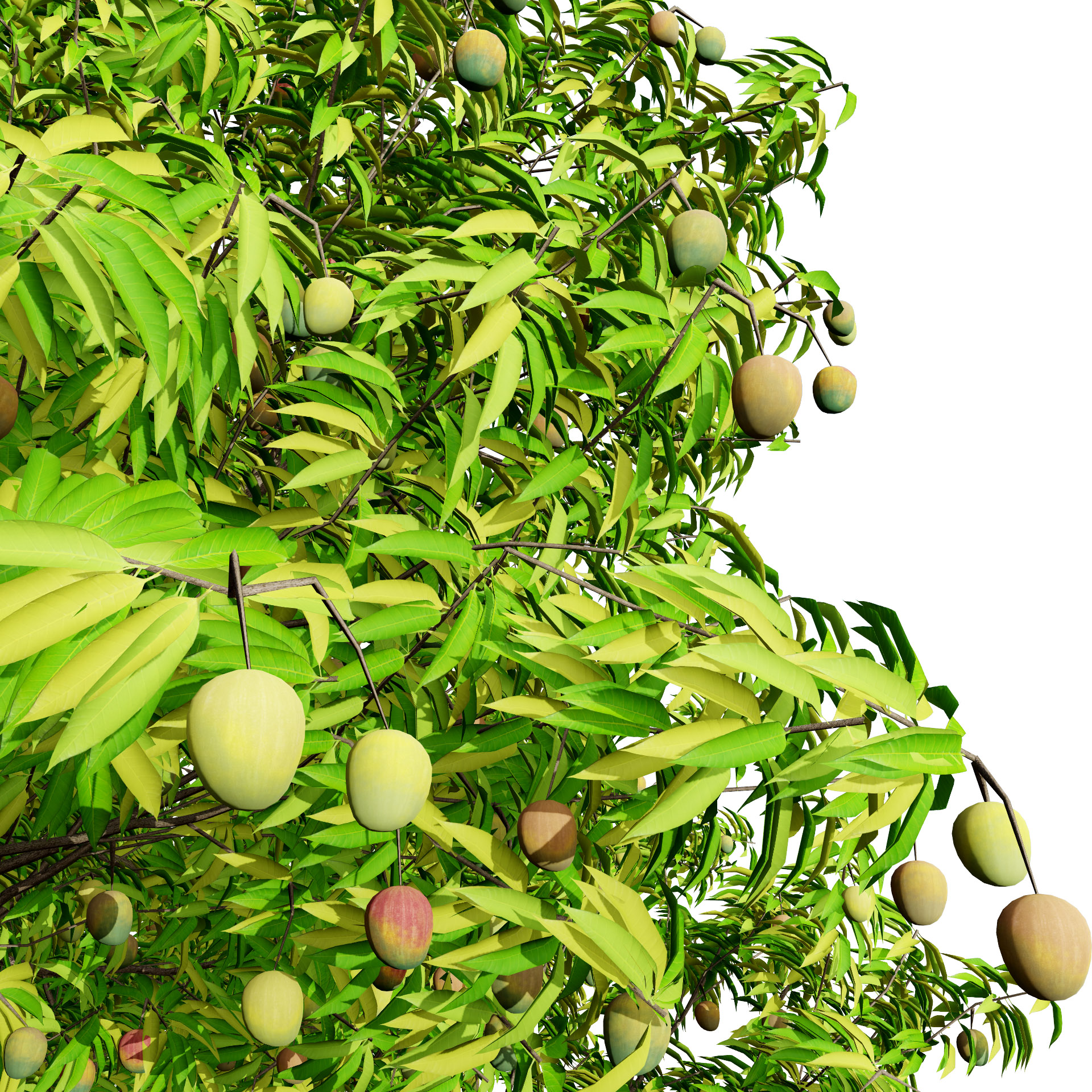 Mango Tree 3D Model - mehrazvira.com