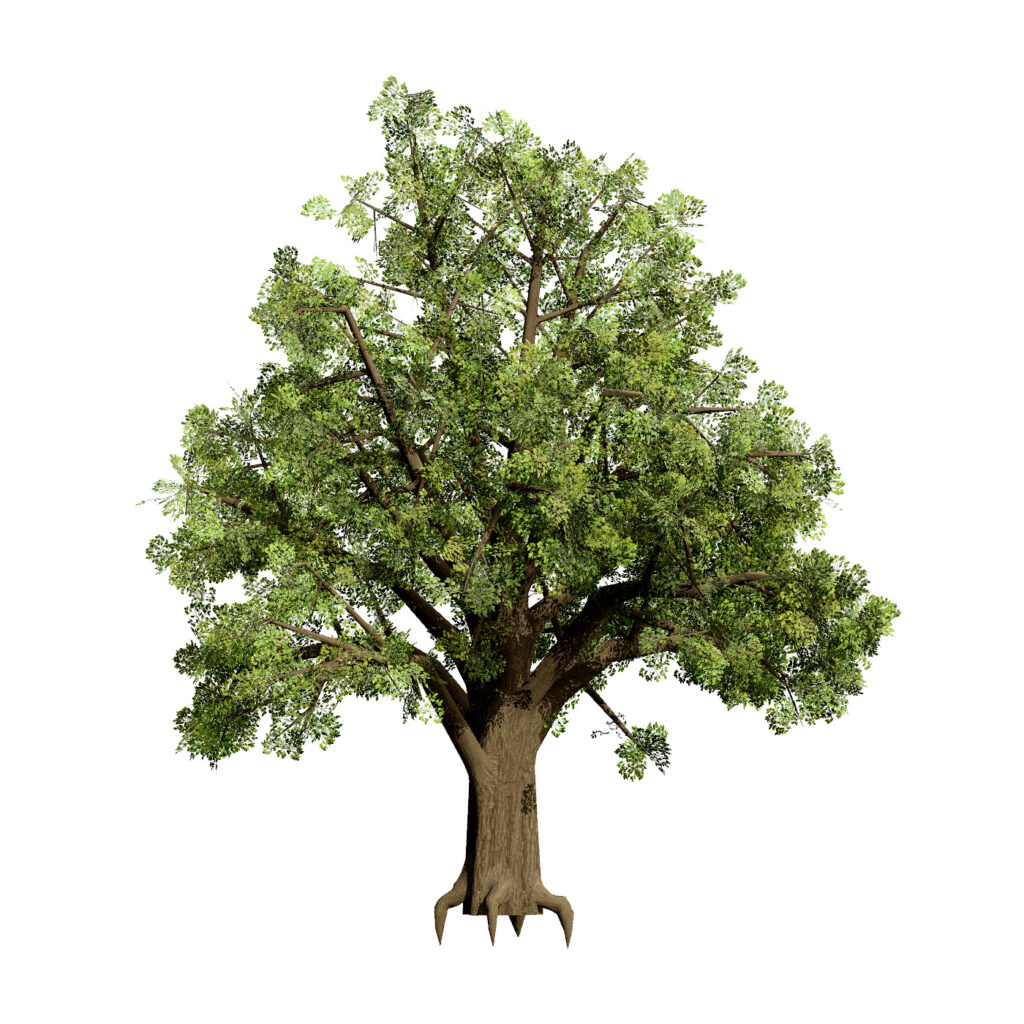Quercus Tree Pack - mehrazvira.com