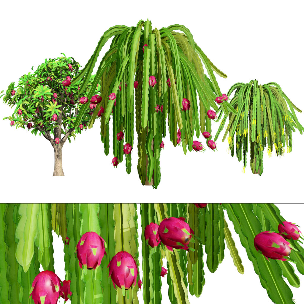 Dragon Fruit Plant 3D Model - mehrazvira.com