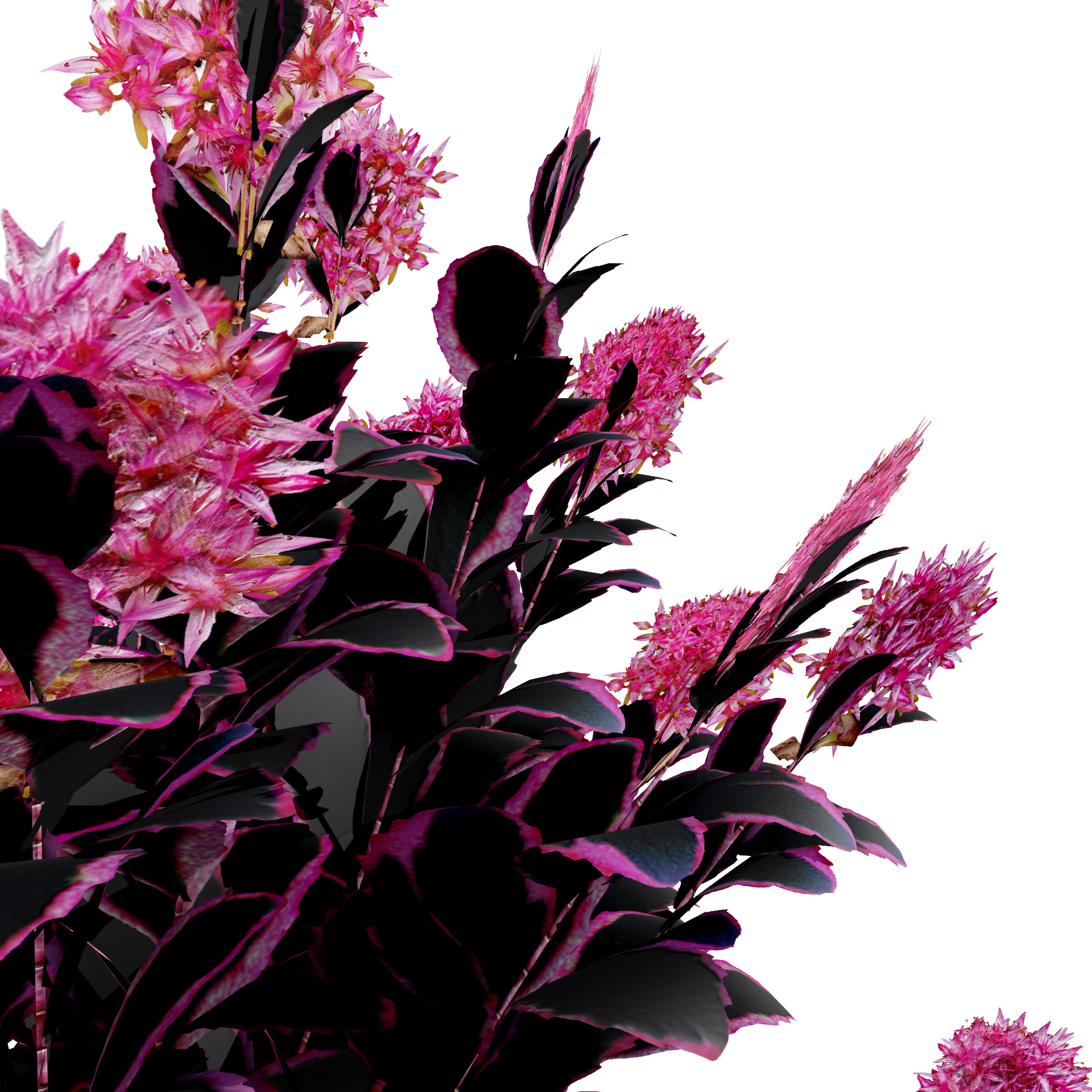 Dream Dazzler Shrub 3D Model - mehrazvira.com