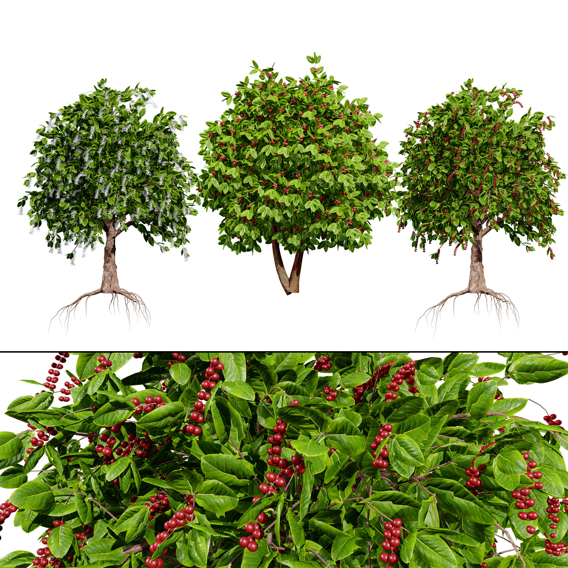 Coffee Plant 3D Model - mehrazvira.com