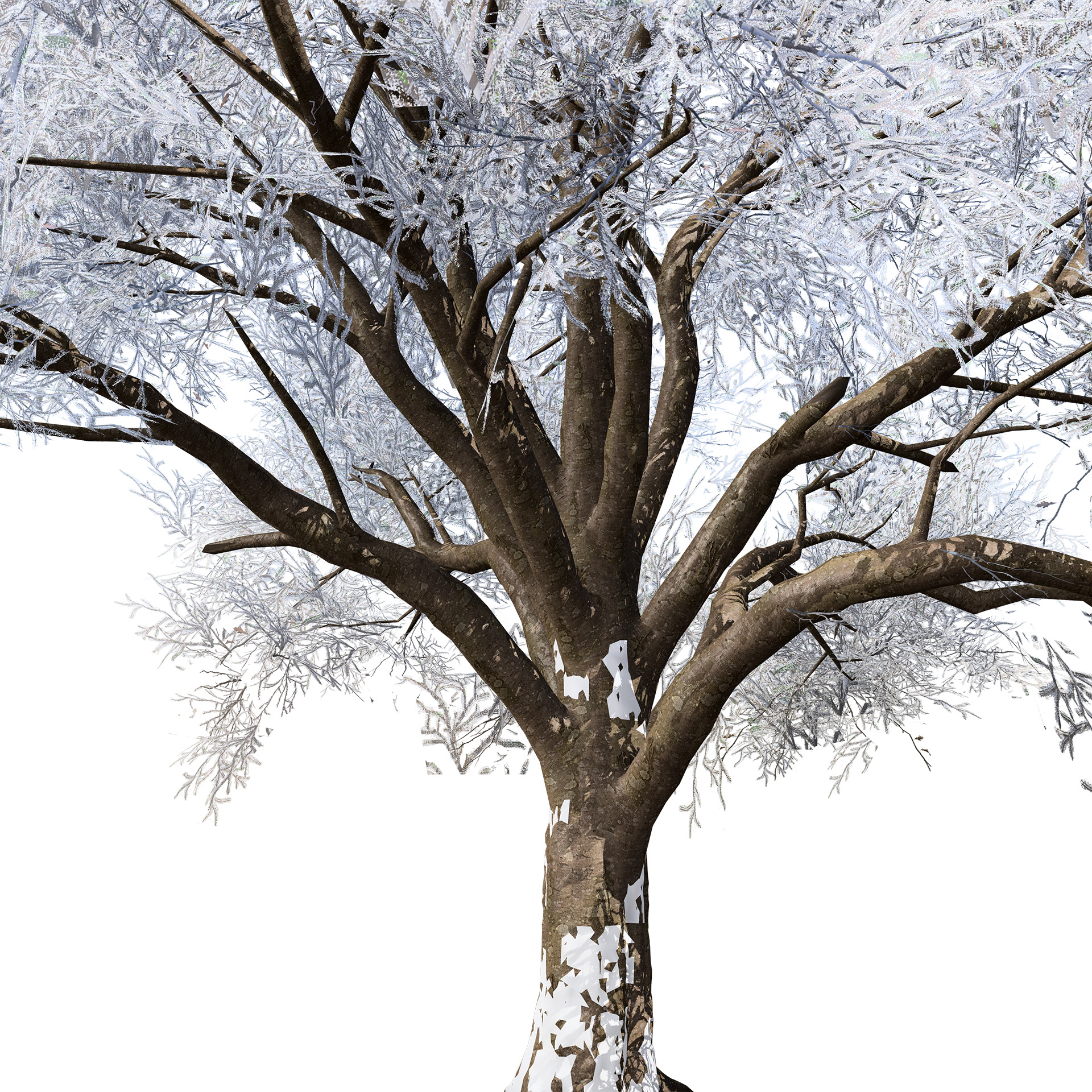 Frozen Tree for Winter Scenes - mehrazvira.com