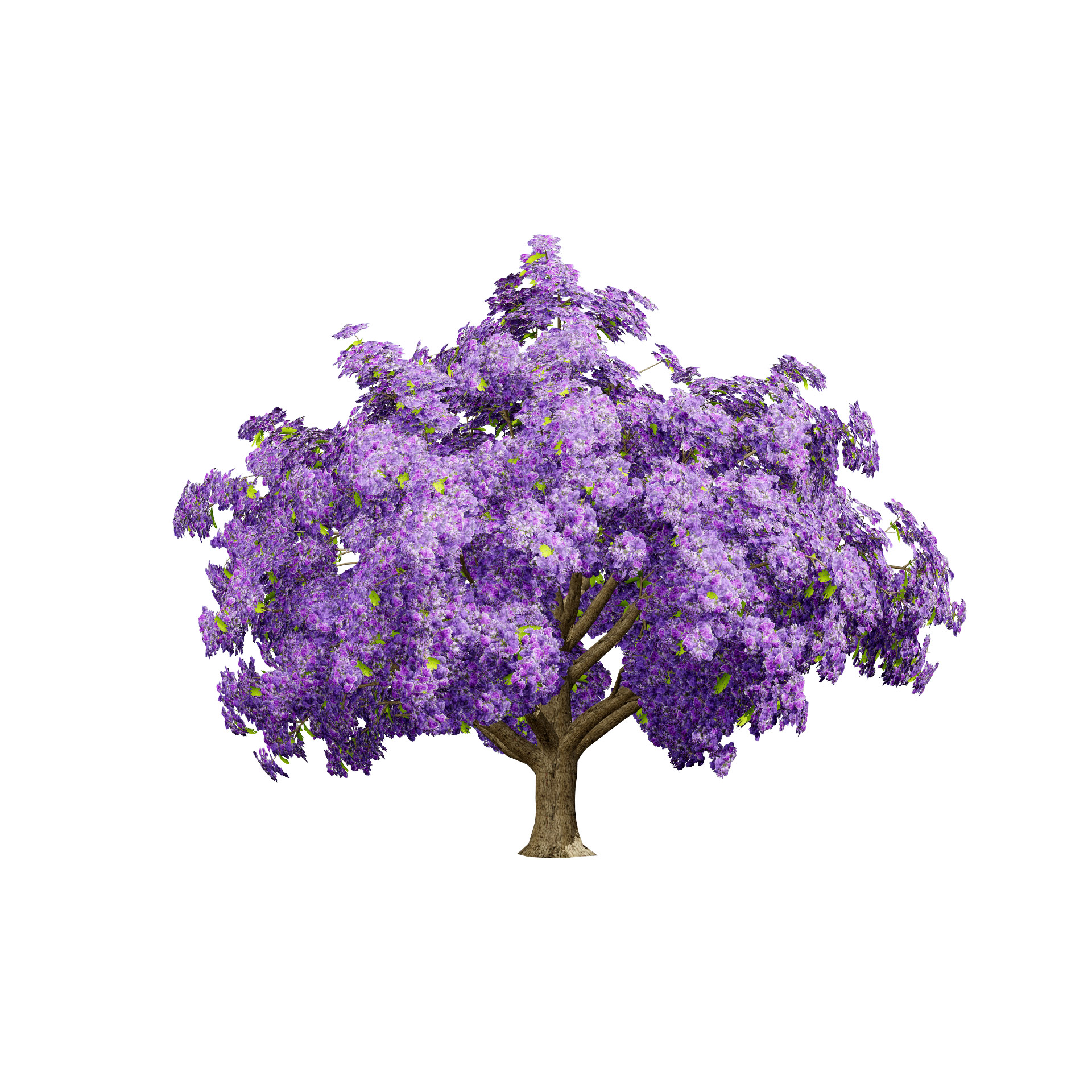 Jacaranda Tree Model - mehrazvira.com