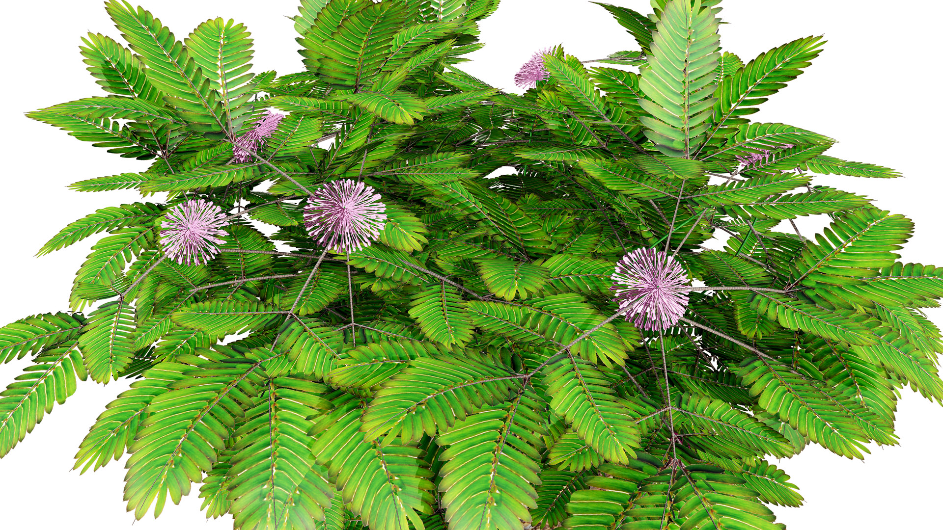 Mimosa Potted Plant 3D Model - mehrazvira.com