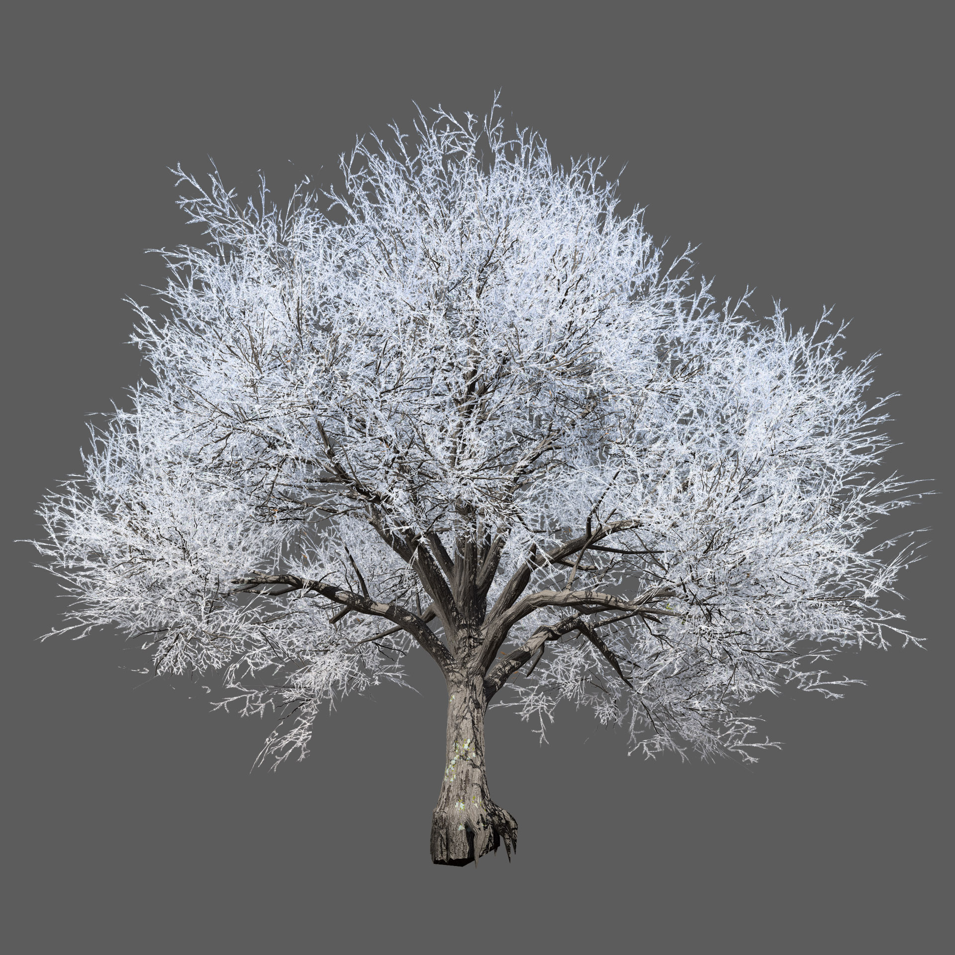 Frozen Tree for Winter Scenes - mehrazvira.com
