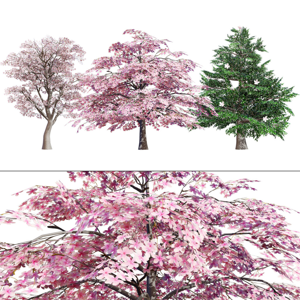 Magnolia Trees 3D Model Pack - mehrazvira.com