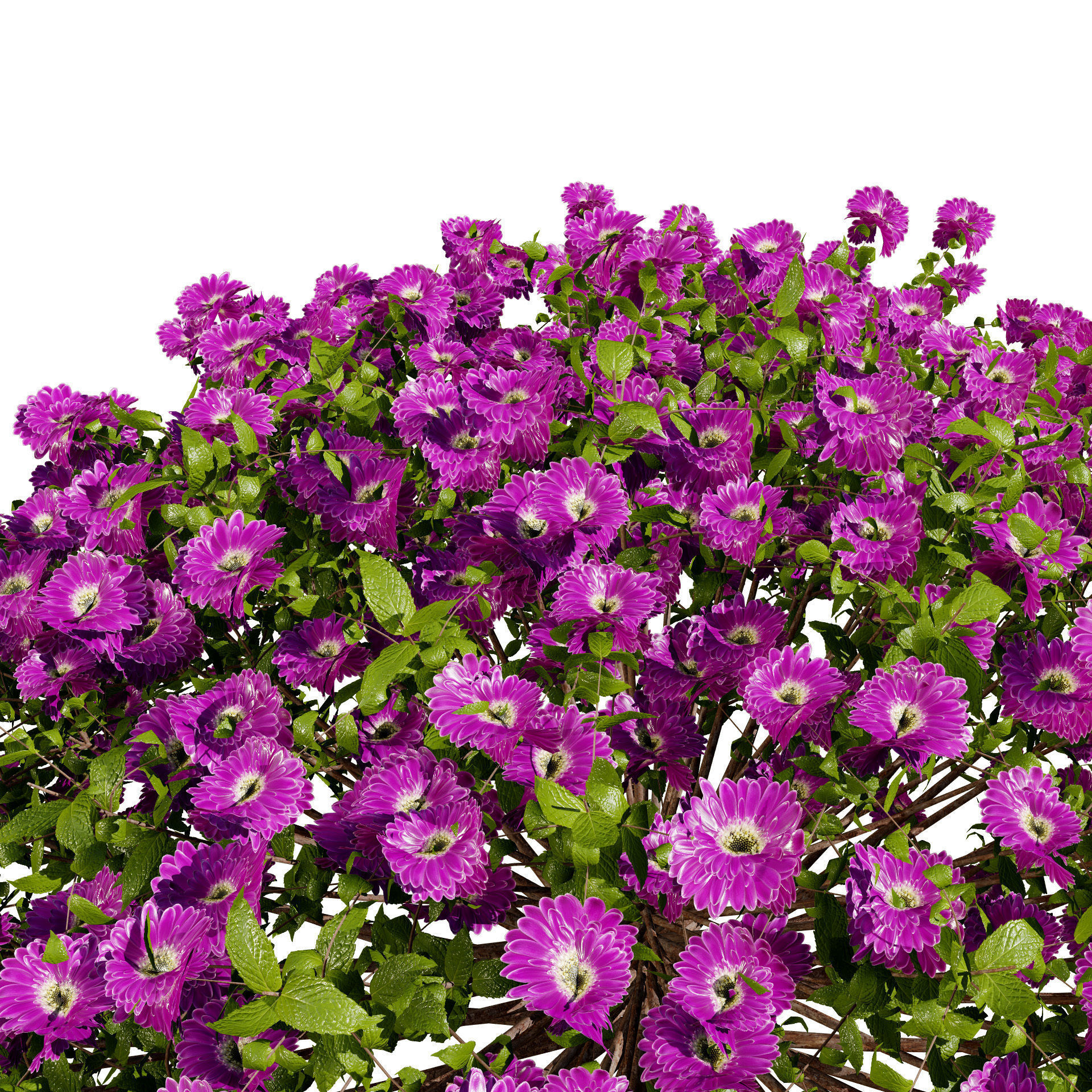Aster flower dome shrub - mehrazvira.com