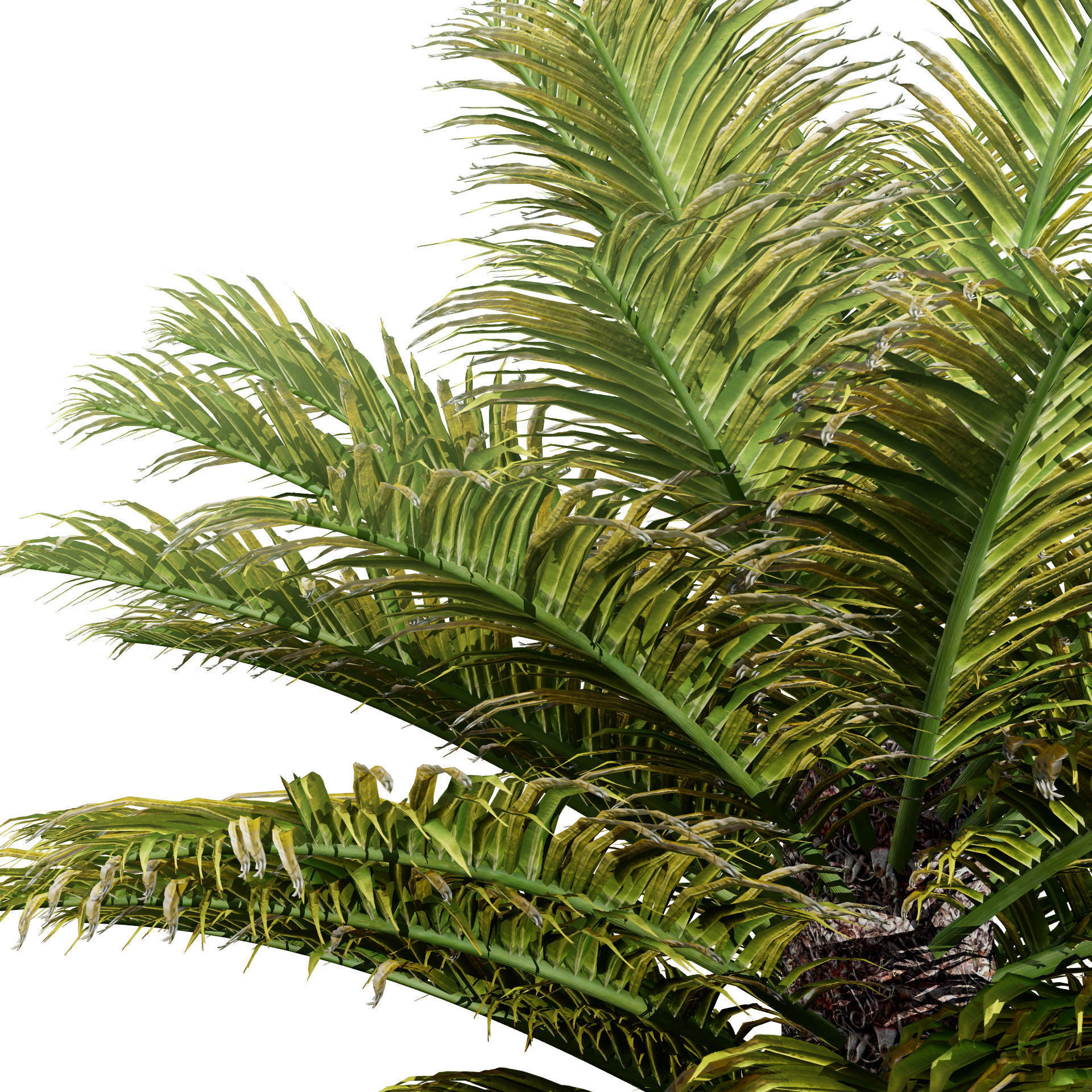 Cycas Revoluta 3D Model - mehrazvira.com