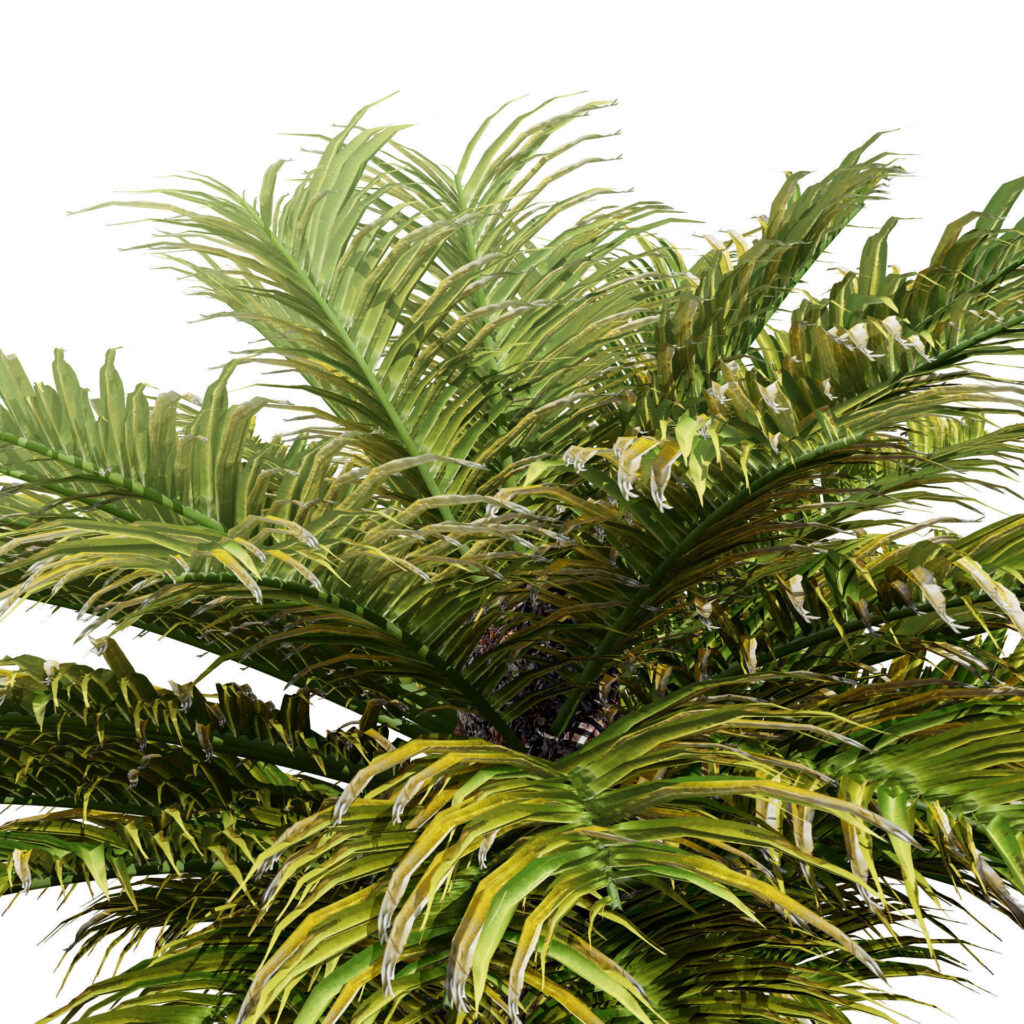 Cycas Revoluta 3D Model - mehrazvira.com
