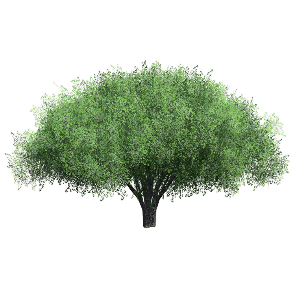Mature Hazelnut Tree with free tutorial - mehrazvira.com