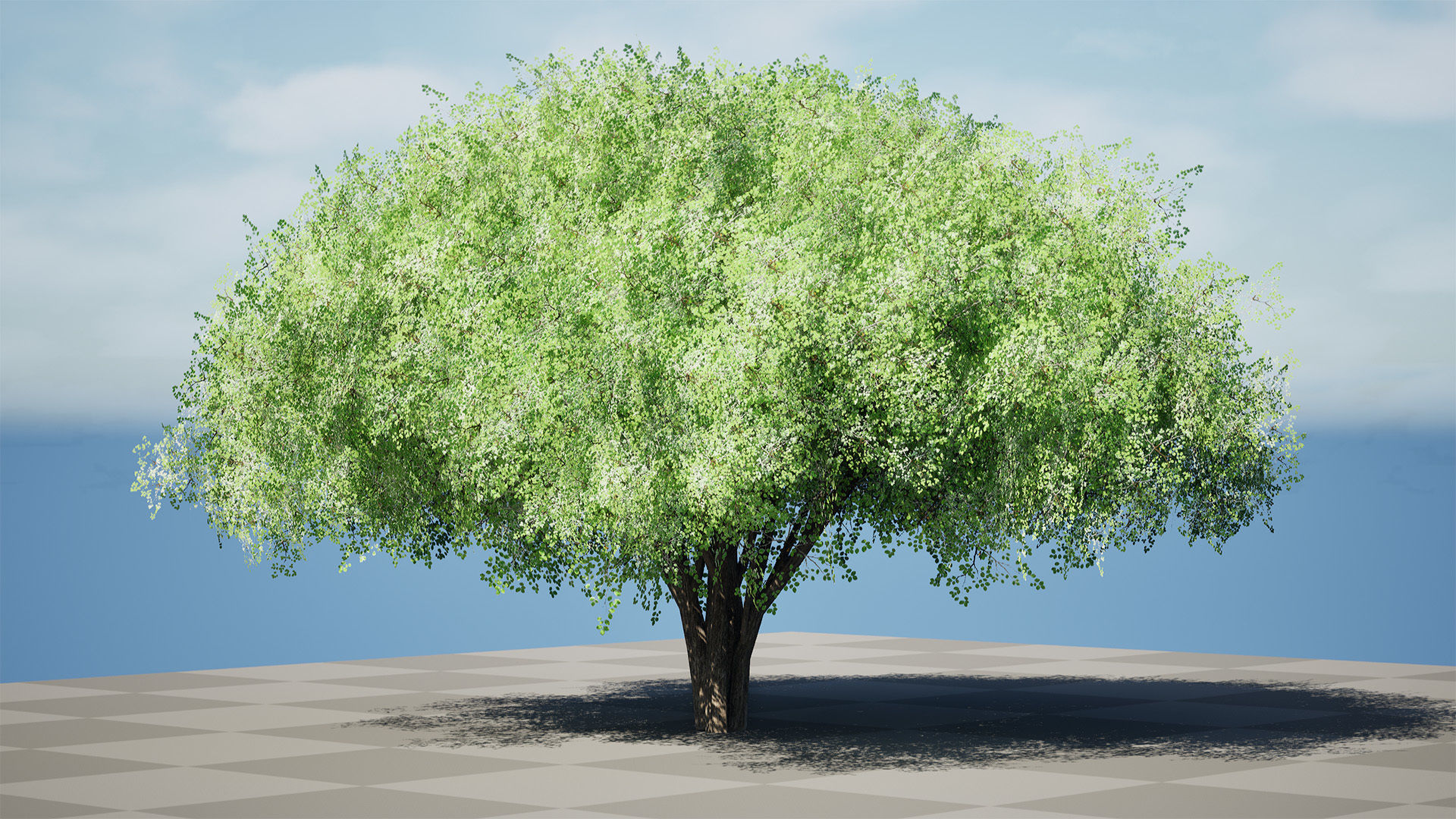 Mature Hazelnut Tree with free tutorial - mehrazvira.com