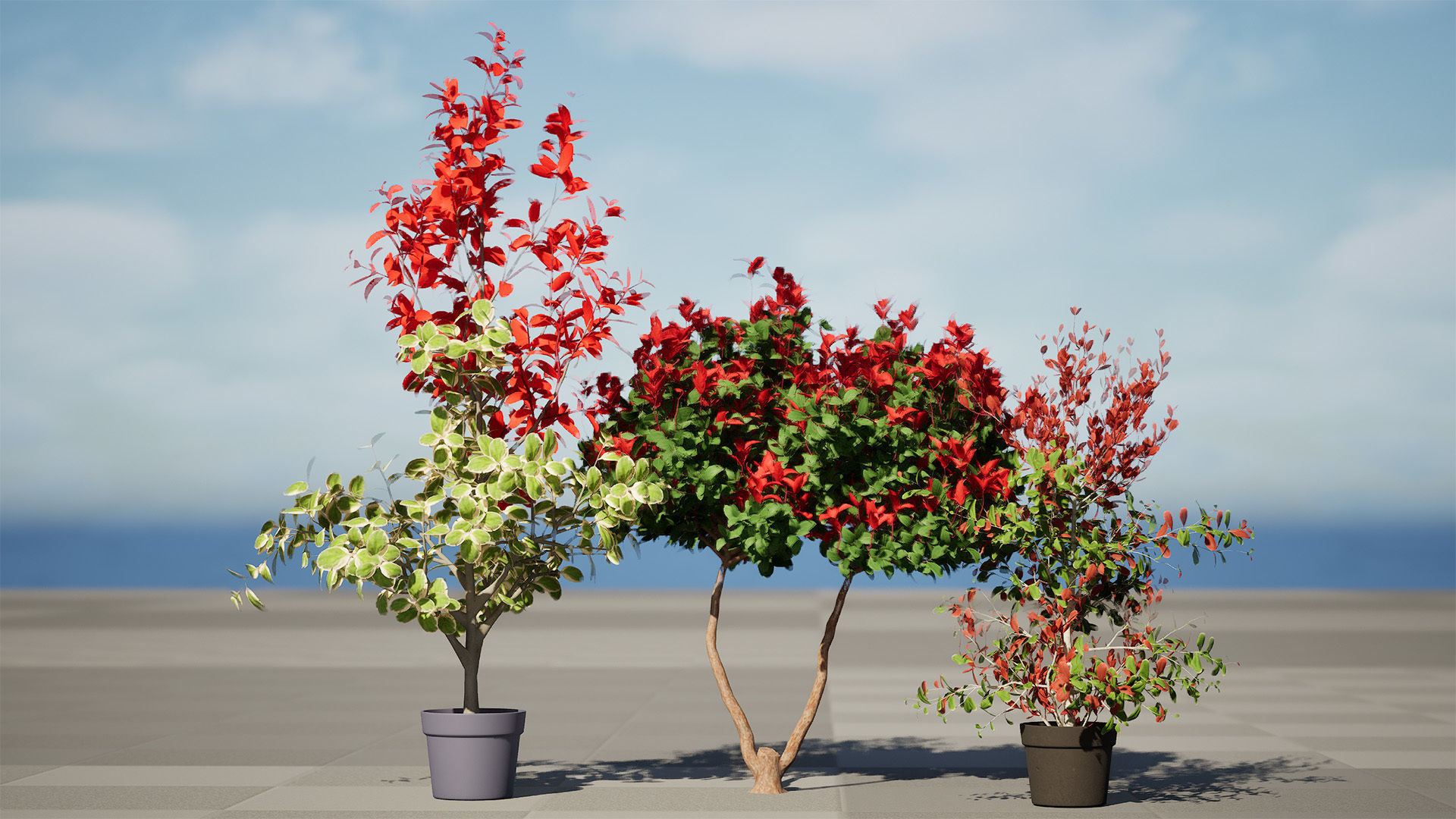 Photinia Plant in Pot - mehrazvira.com