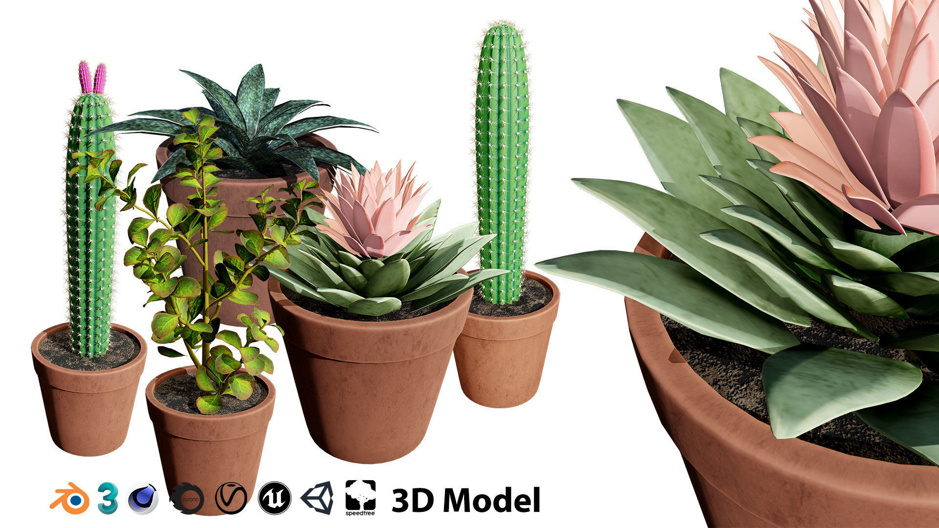 Potted Cactus 3D Model - mehrazvira.com