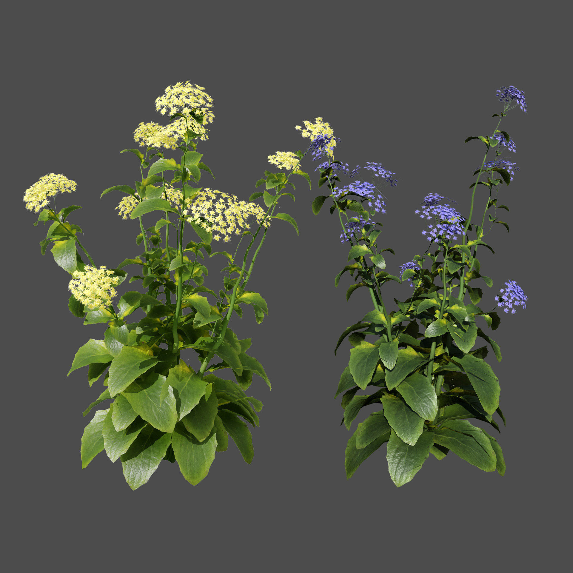 Wildflower Duo 3D Model - mehrazvira.com