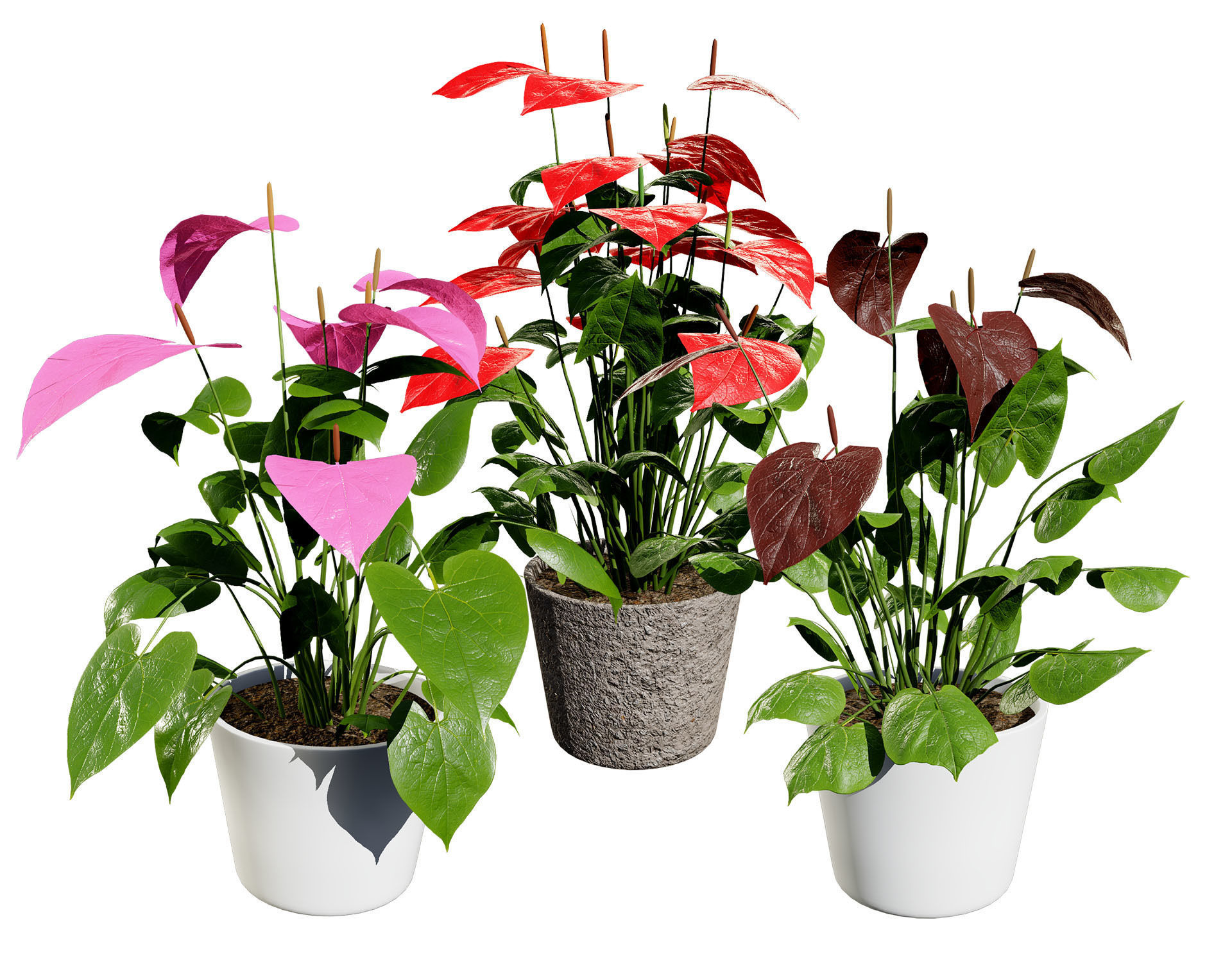 Anthurium plants collection - mehrazvira.com