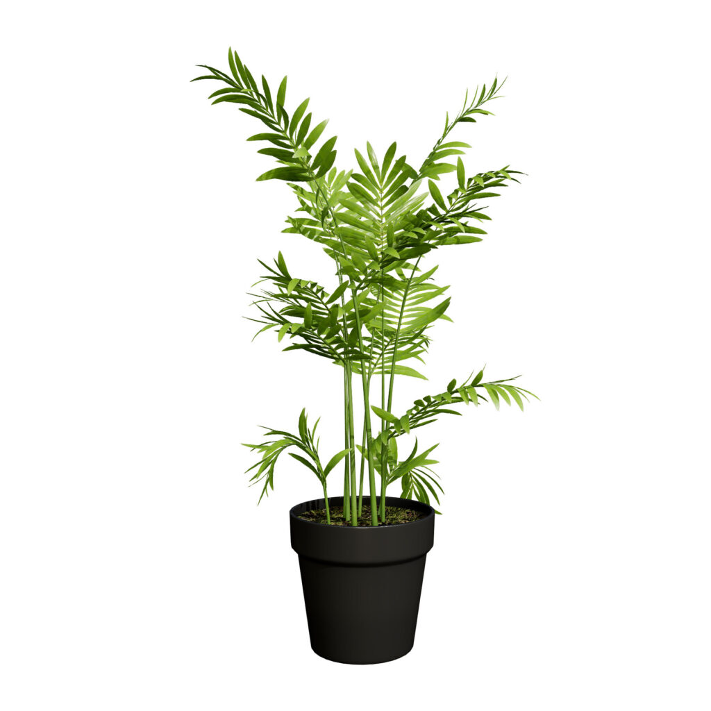 indoor palm collection 03 - mehrazvira.com