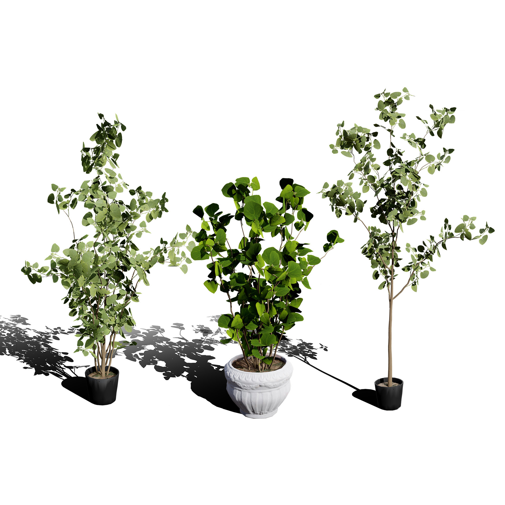 Australian Eucalyptus Bush Seed - mehrazvira.com