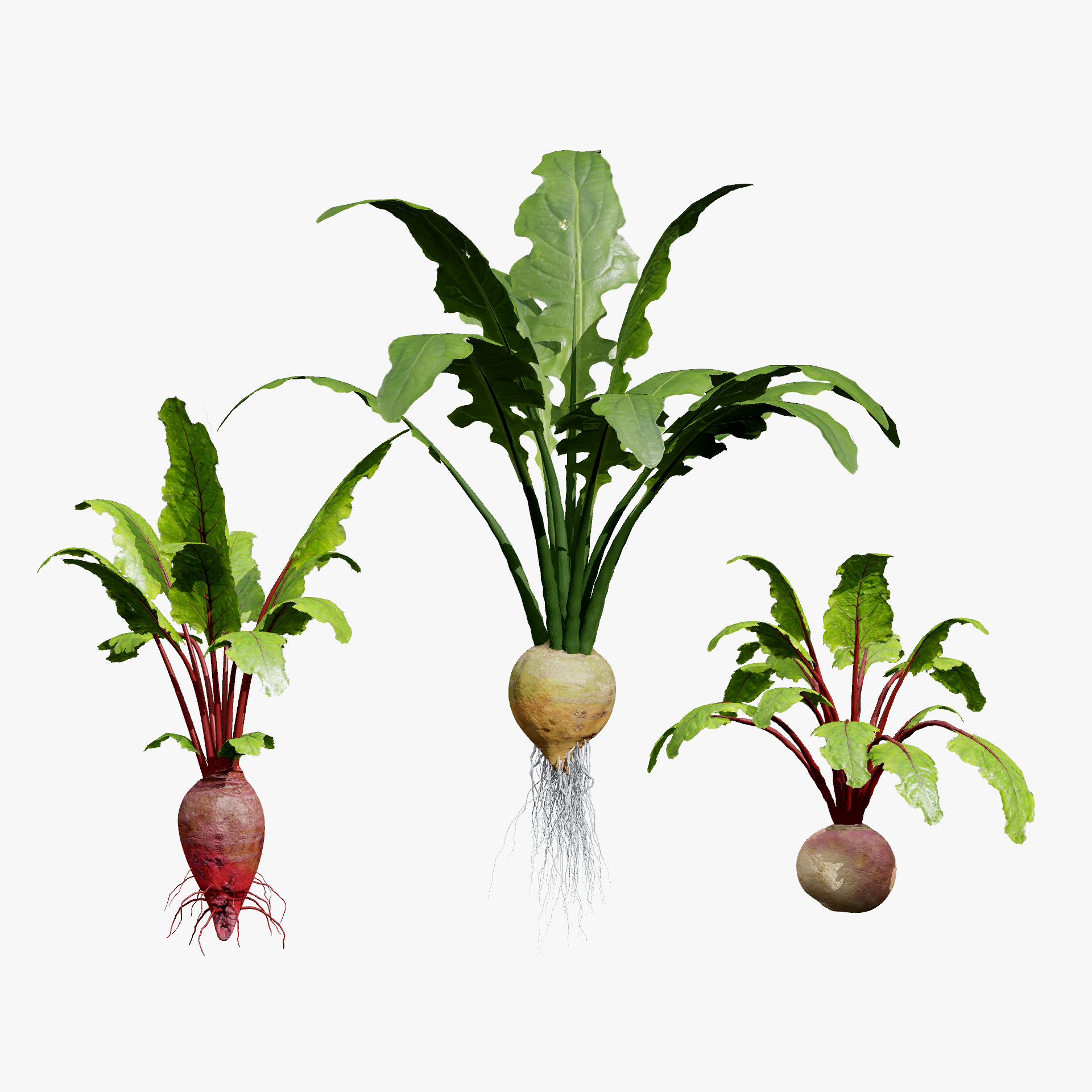 Beet Plant 3D Model - mehrazvira.com