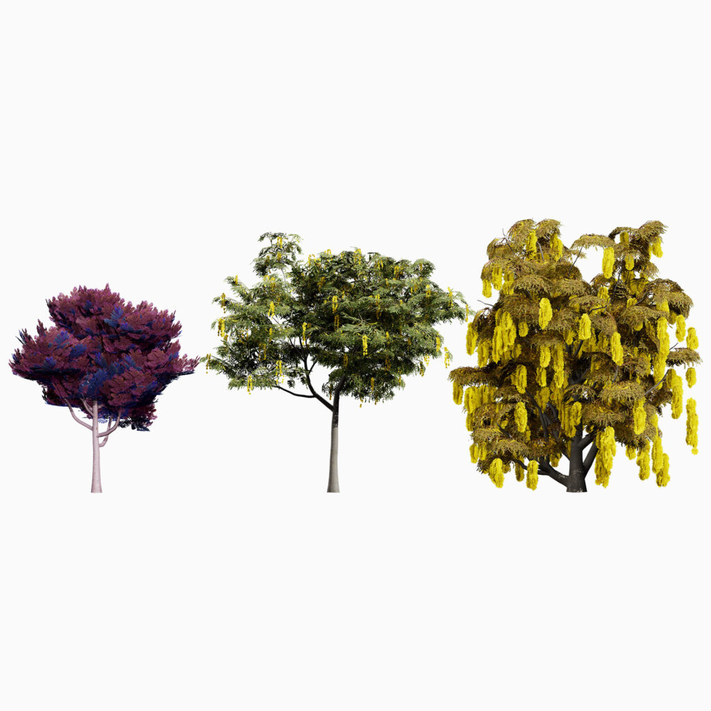 Australian Acacia Cootamundra Wattle Plant Trees - mehrazvira.com