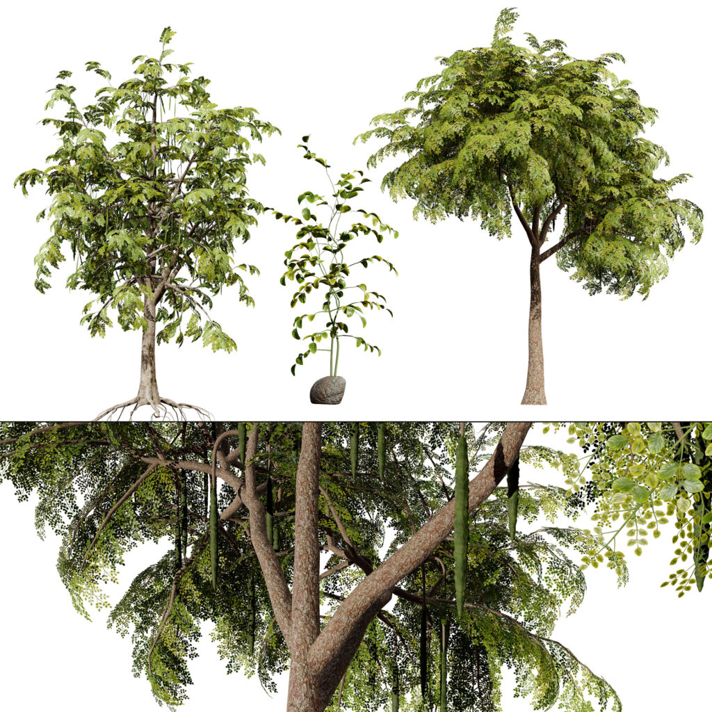 Moringa Oleifera Tree Mehrazvira