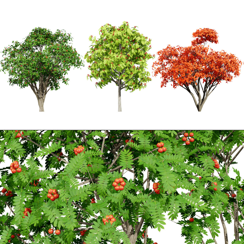 Flemish European Mountain Ash Fruit Tree - mehrazvira.com
