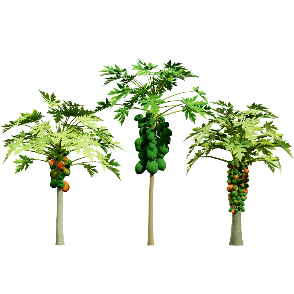 Papaya Tree 3D Model - mehrazvira.com