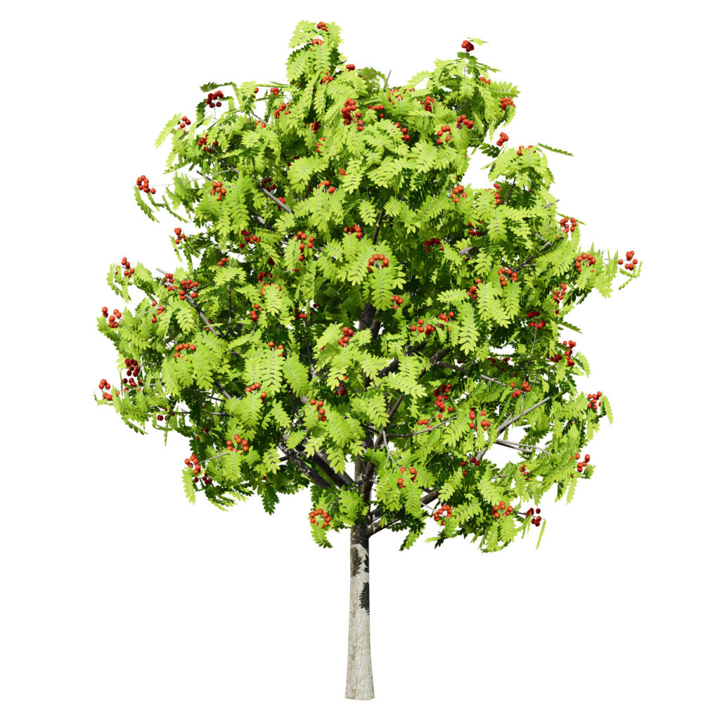 Flemish European Mountain Ash Fruit Tree - mehrazvira.com
