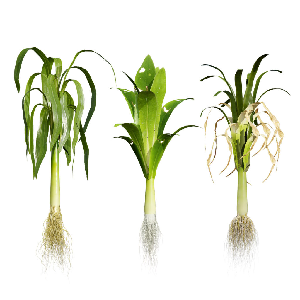 Flander Leek plant collection - mehrazvira.com