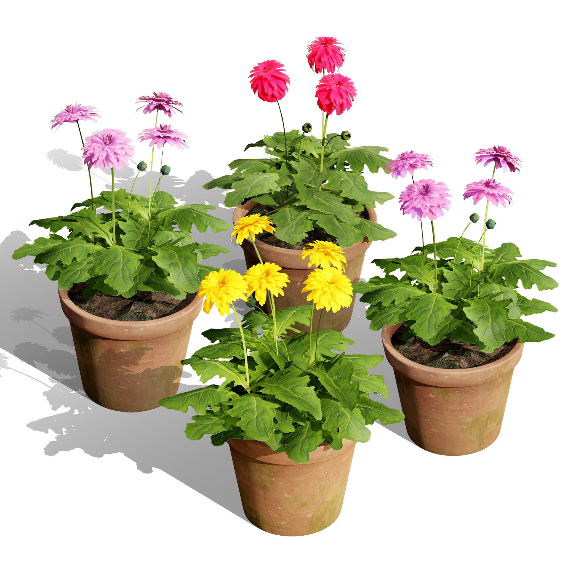 South African Glorious Patio Gerbera - mehrazvira.com