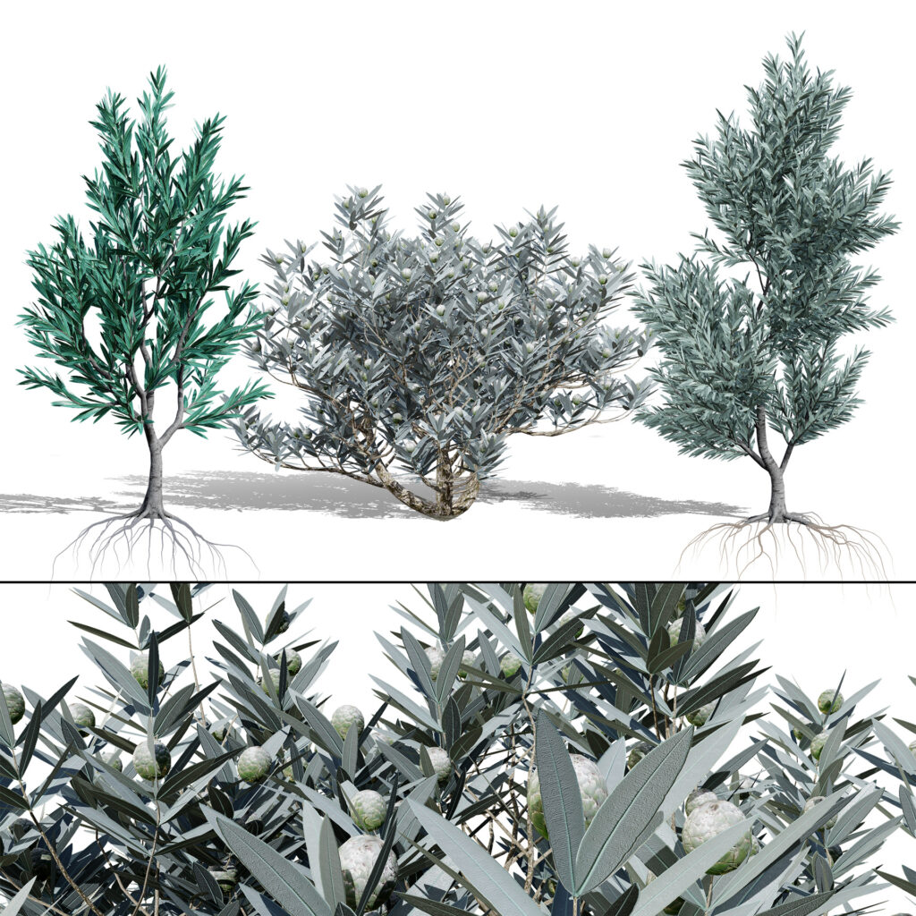 Silver Tree-Witteboom 3D Model - mehrazvira.com