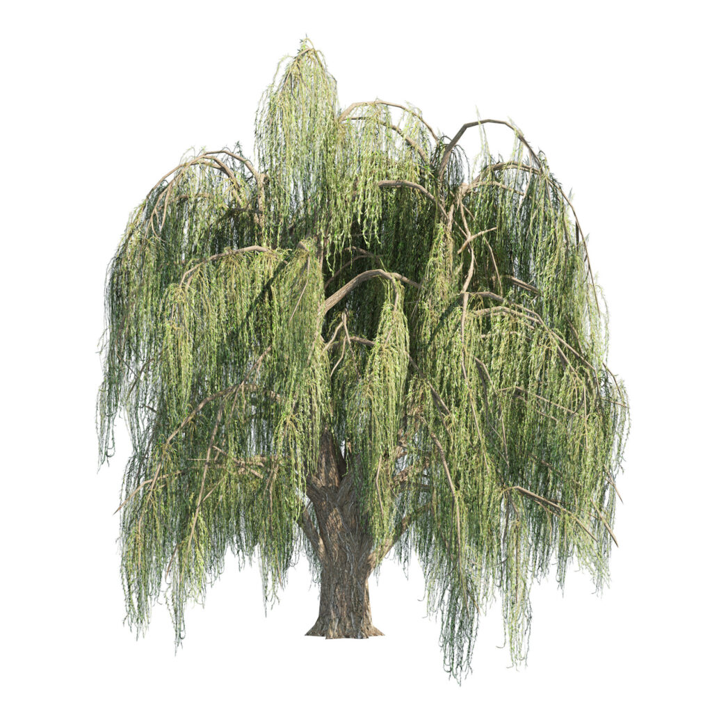 Game-Ready Summer and fall weeping willow trees with Free Tutorial ...