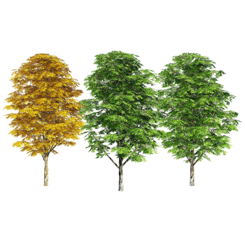 Low poly Grey Poplar trees 20K 3d model with Free Tutorial - mehrazvira.com