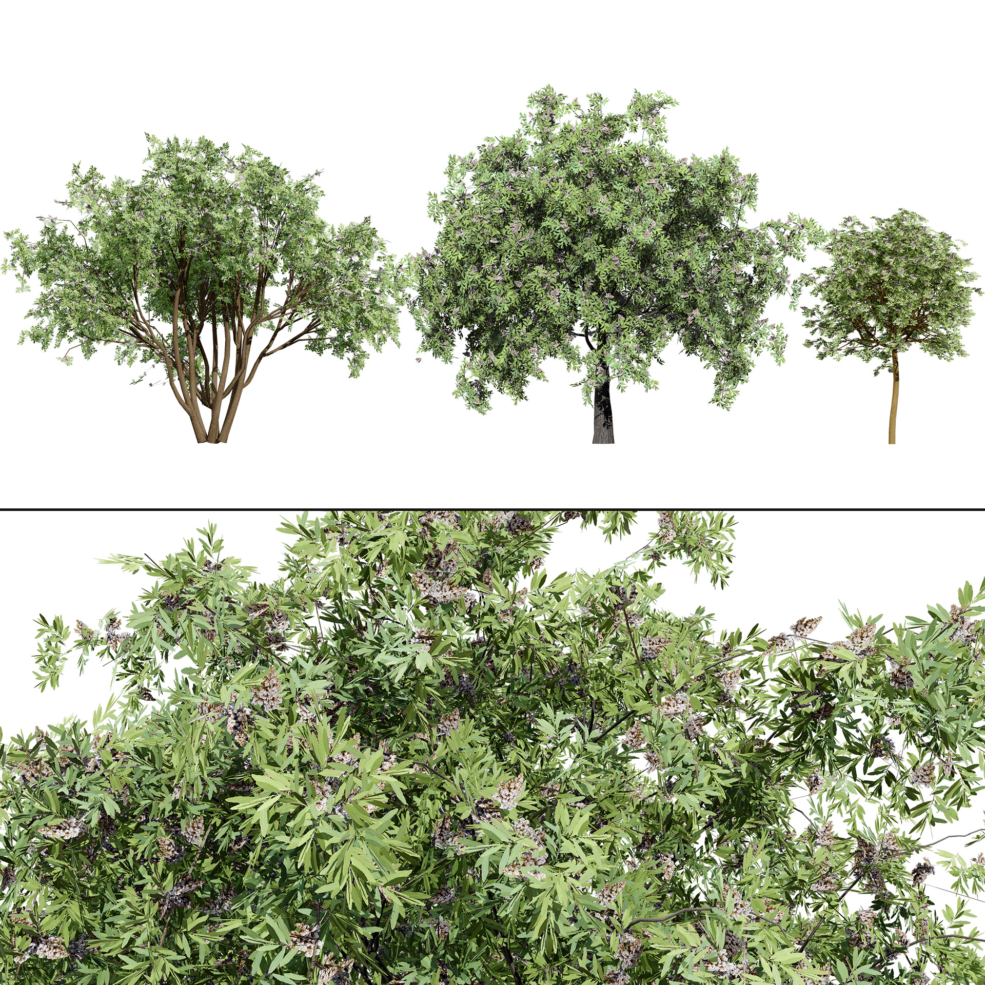 South African Camphor Bush 3D Model - mehrazvira.com